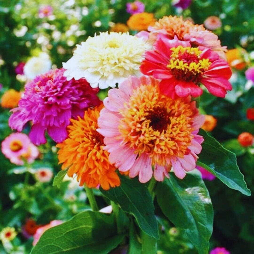 50+ Scabiosa Zinnia Seeds | Pinwheel Style Blooms | Mixed Color Garden ...