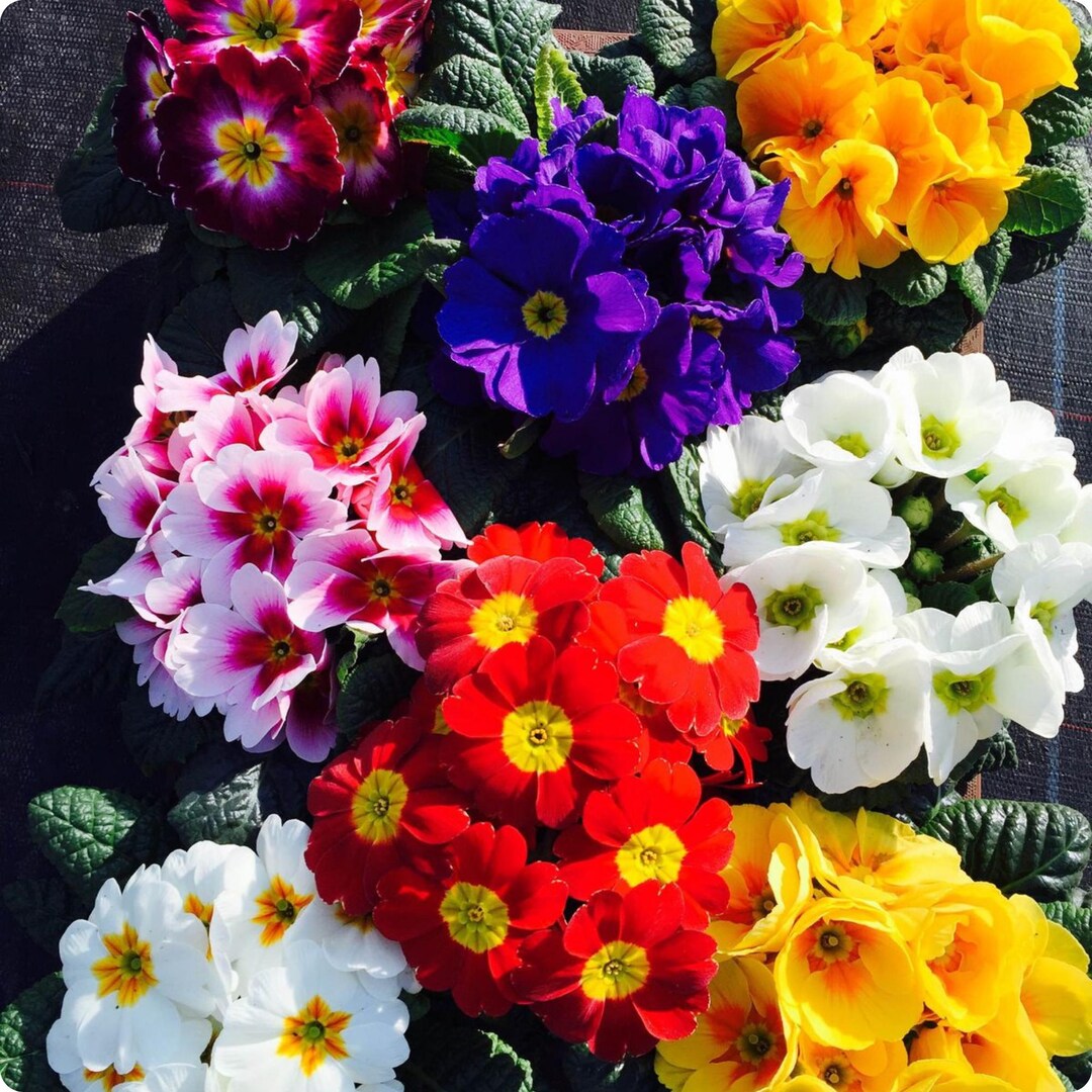 Mixed English Primrose Flower Seeds 50 | Shade Loving Primula for ...