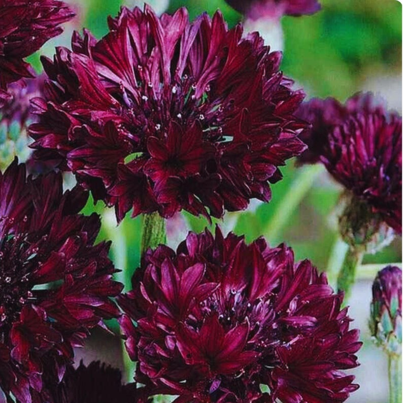 Black Ball Cornflower Seeds 100 | Deep Purple Bachelor’s Button Garden ...