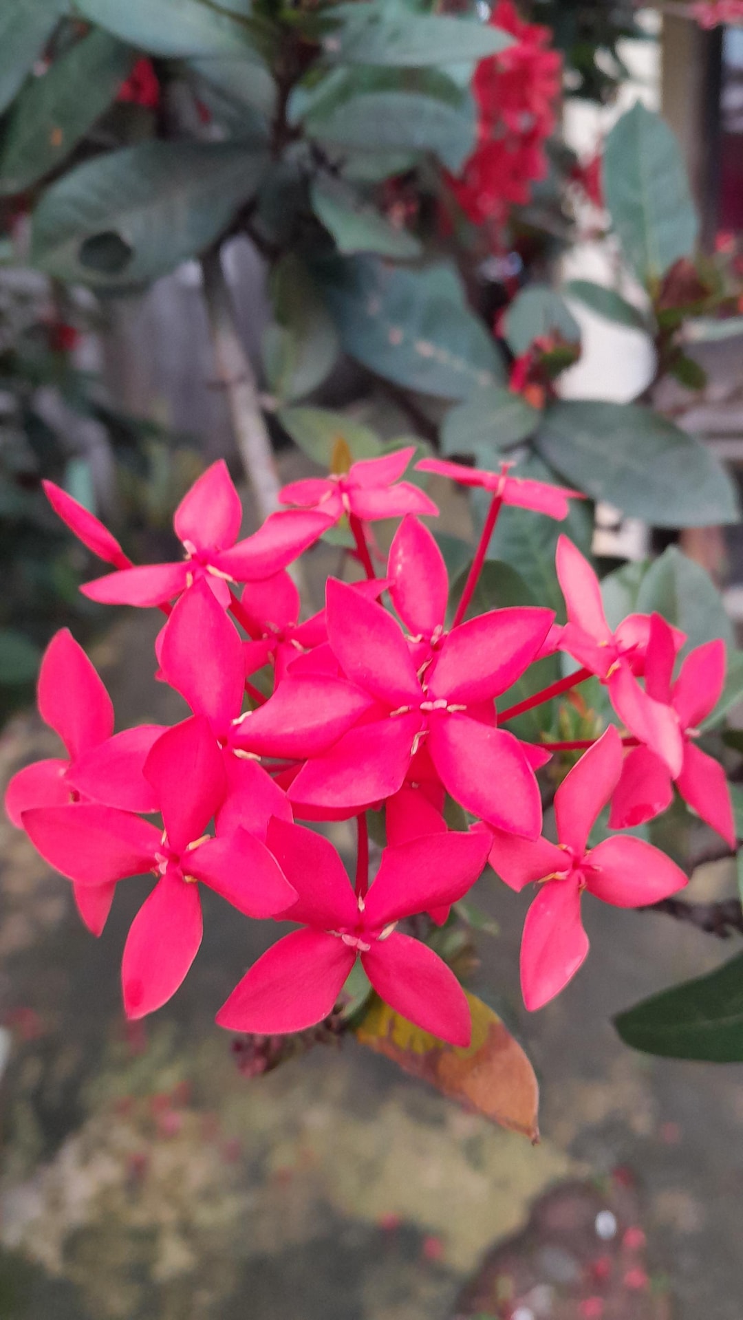 Ixora Red Seeds | 10 Tropical Garden Seeds | Ornamental Shrub for ...