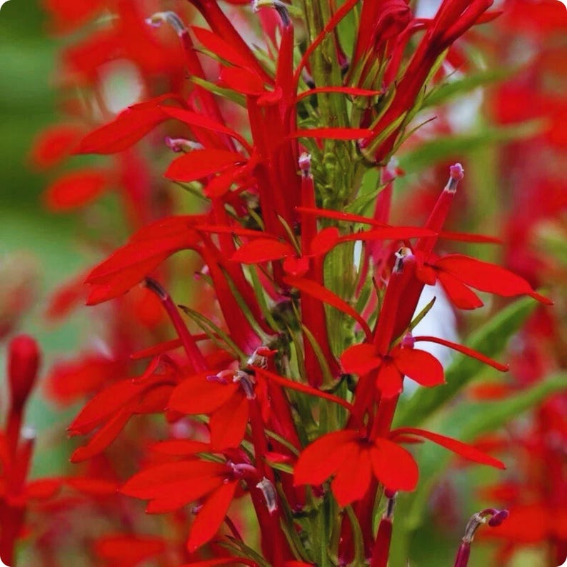 Cardinal Flower Seeds (300+) – Lobelia Cardinalis Bright Red Wildflower ...