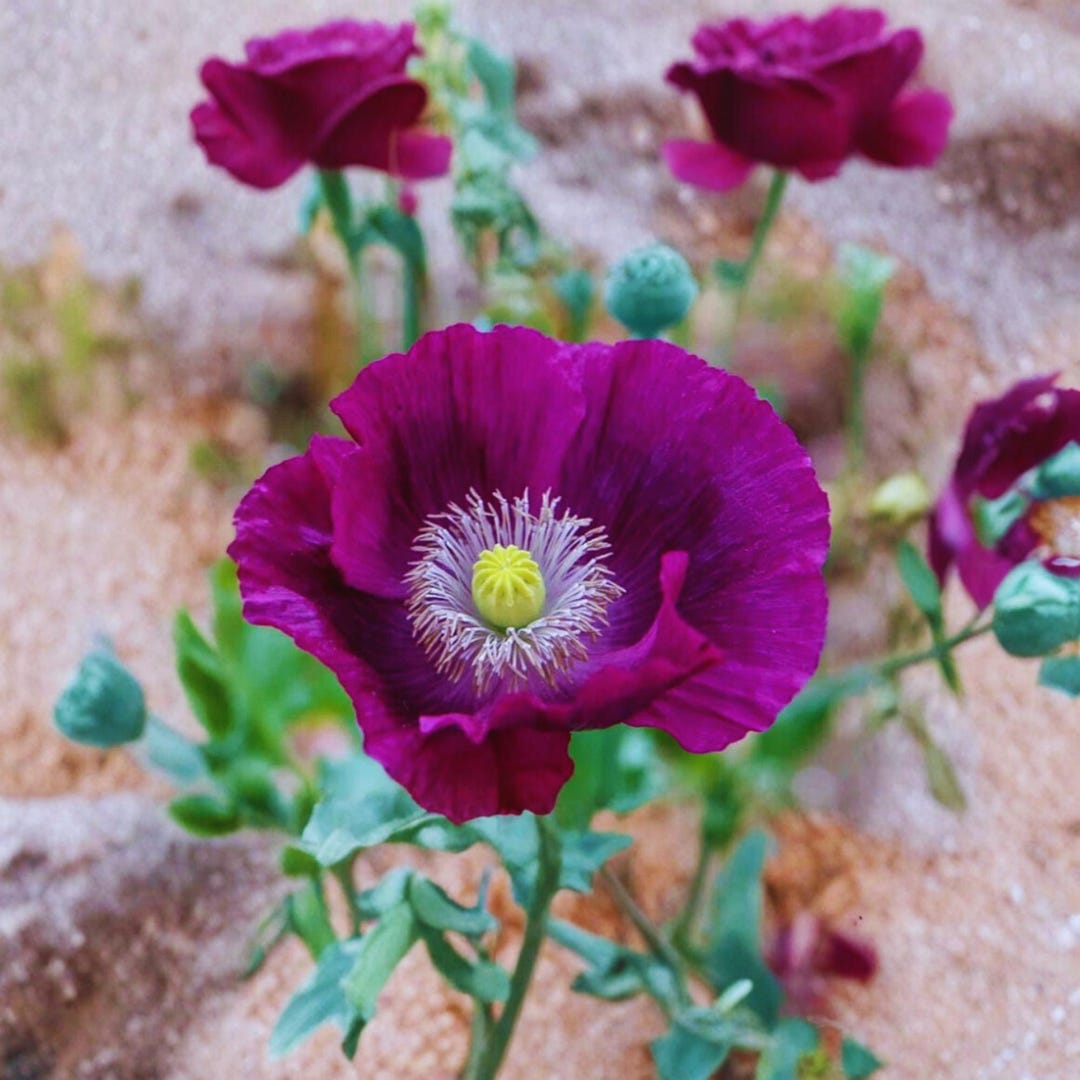 Lauren’s Grape Poppy Seeds 500 | Deep Purple Poppies | Pollinator ...