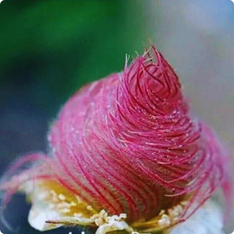 Prairie Smoke Flower - Etsy