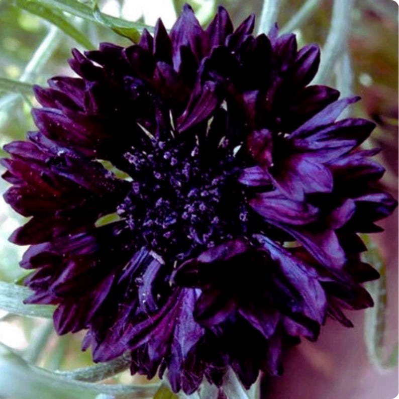 Black Ball Cornflower Seeds 100 | Deep Purple Bachelor’s Button Garden ...