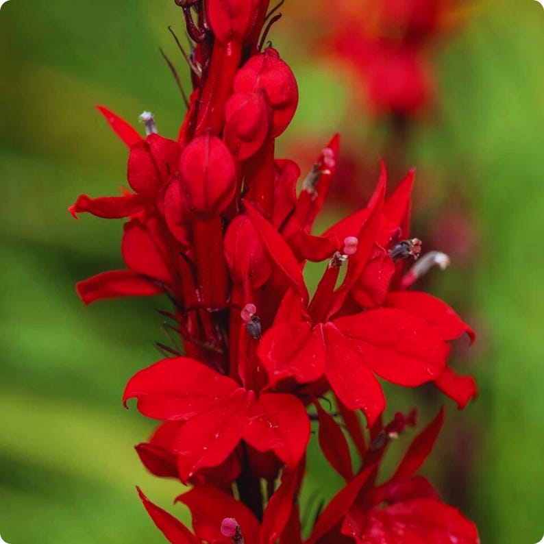 Cardinal Flower Seeds 300+ | Lobelia Cardinalis Native Wildflower ...