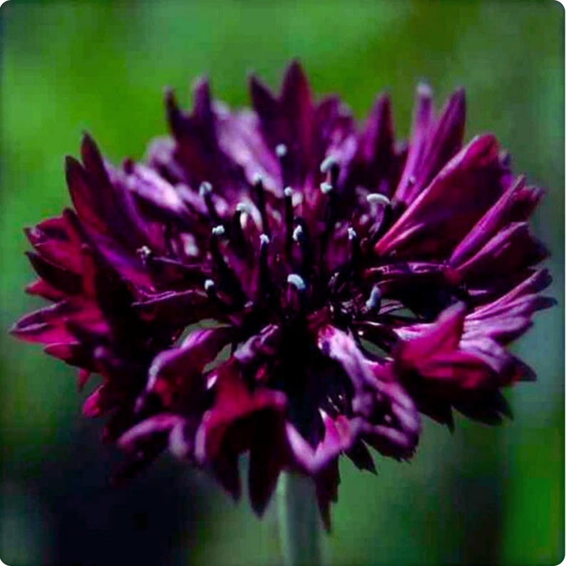 Black Ball Cornflower Seeds 100 | Deep Purple Bachelor’s Button Garden ...