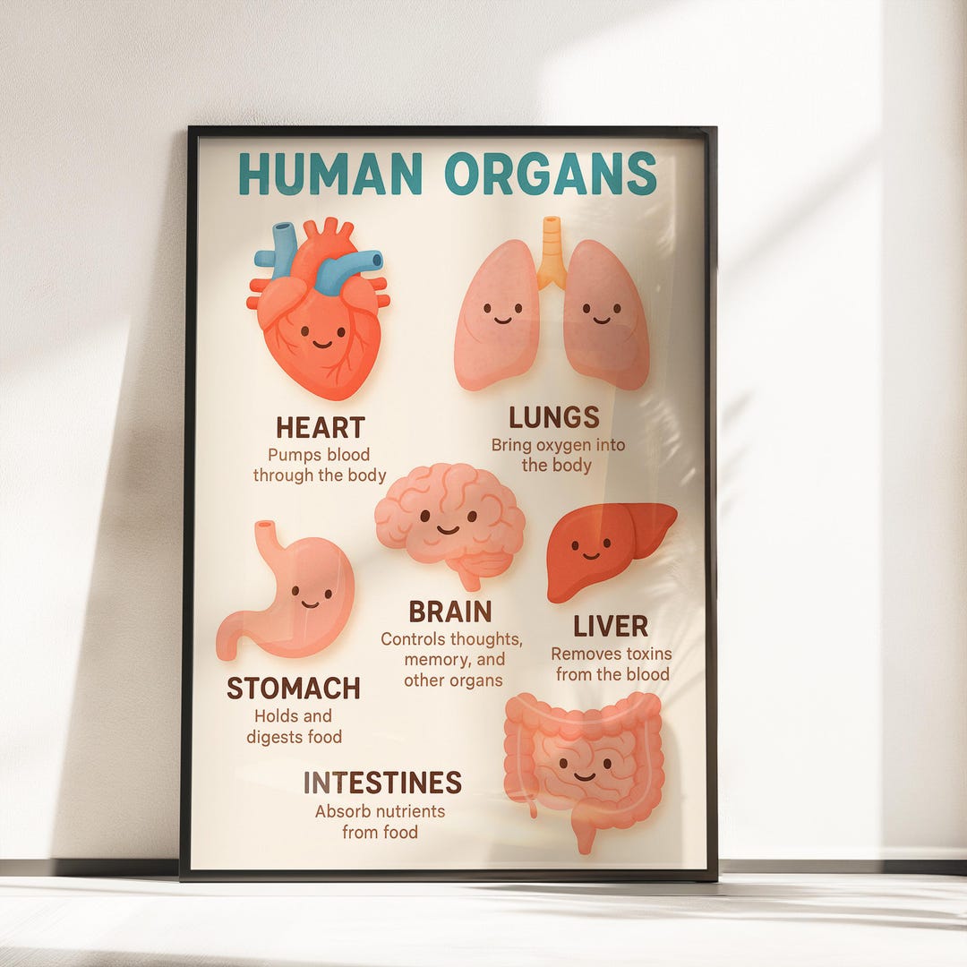Human Organs Poster, Kids Anatomy Print, Simple Science Education ...