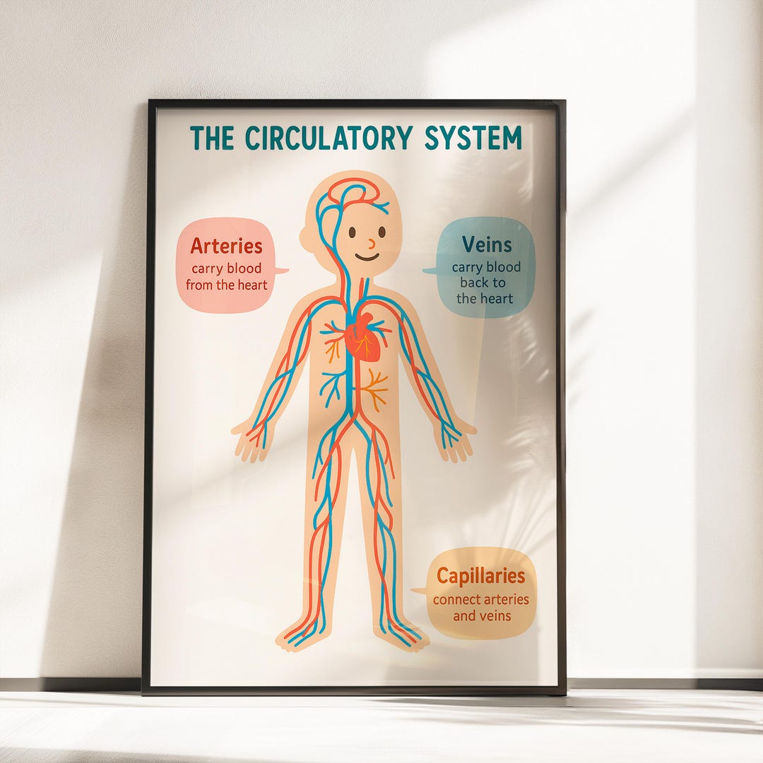 Circulatory System Art Print, Kids Anatomy Poster, Science Classroom ...