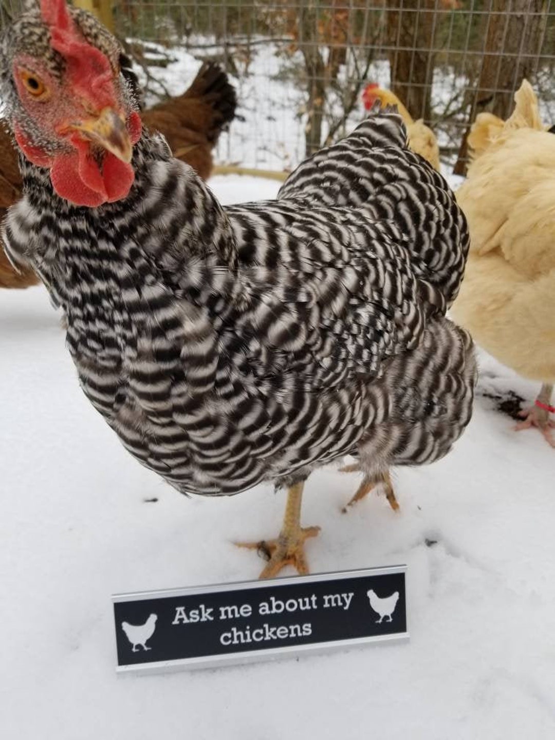 Ask Me About My Chickens Desk Name Plate - Etsy