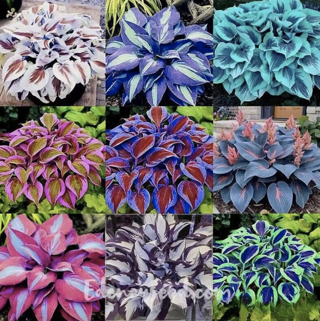 100 Mixed Hosta Plant Seeds Hosta Plantaginea Garden Flowers Perennials ...