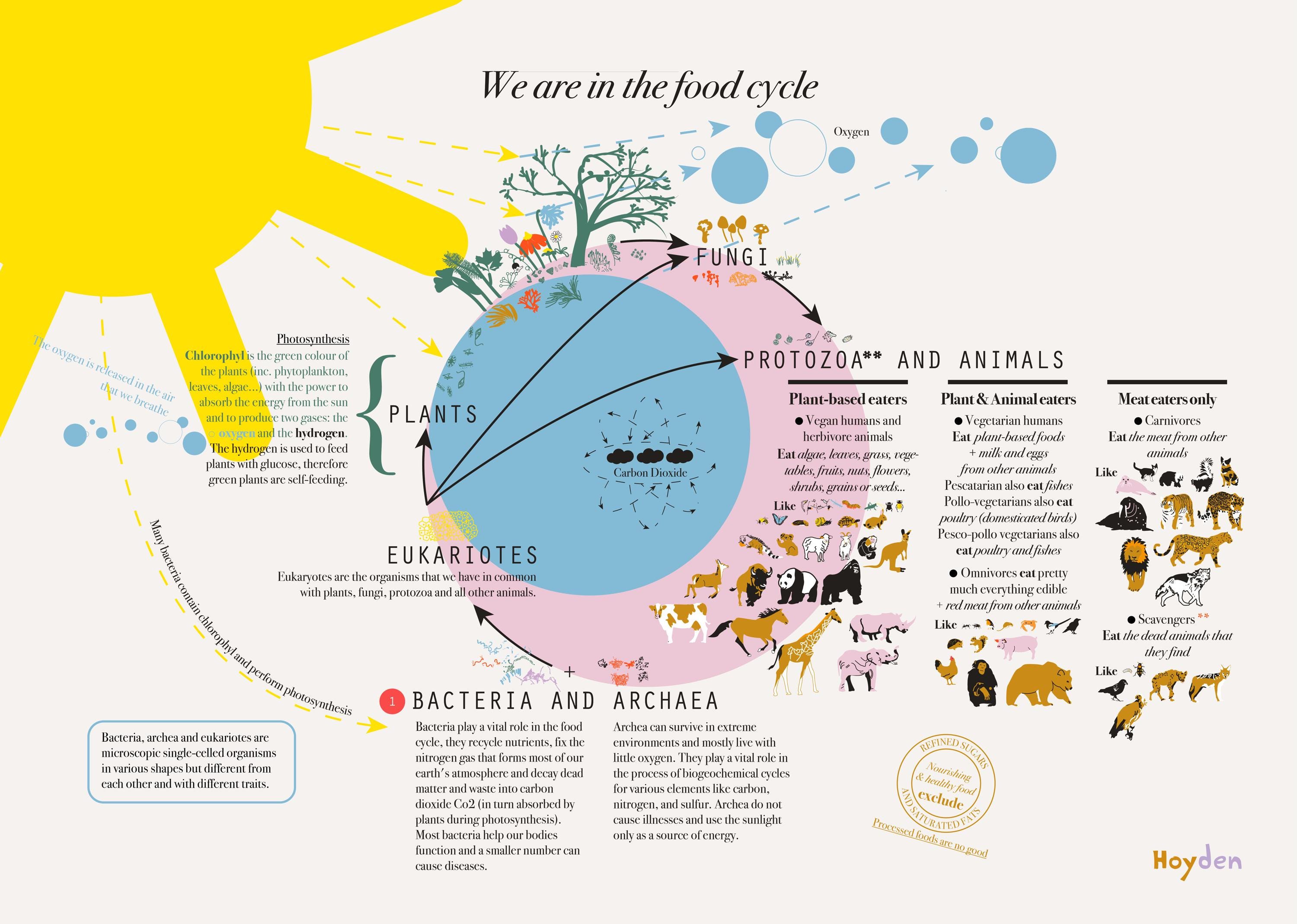 Food Cycle Art Print: Bacteria, Plants, Fungi - Matte Finish - Etsy