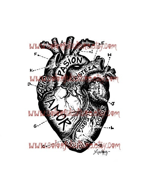 Corazon Anatomico / Anatomical Heart Art Print by Laura | Etsy