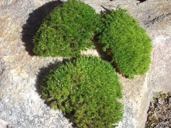 Live Moss Pads for Terrariums Fairy Gardens Miniature Garden - Etsy