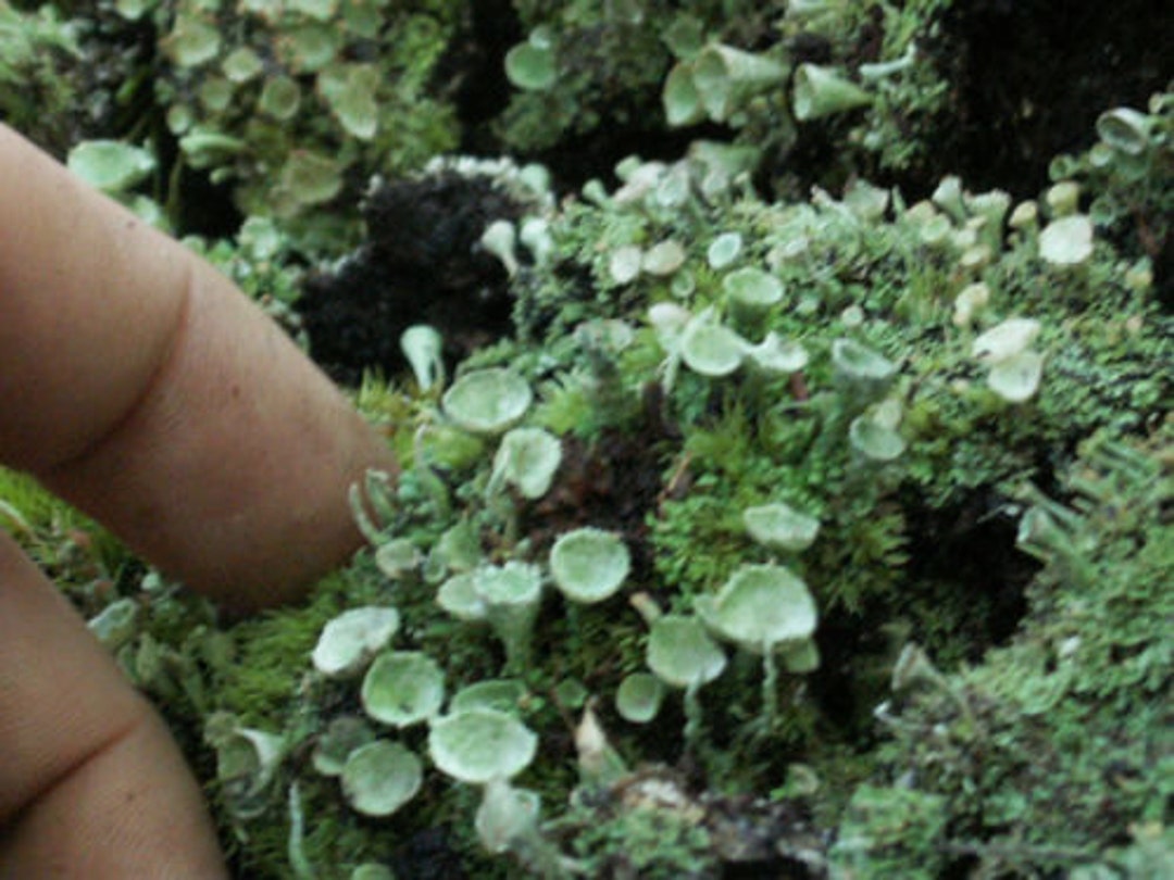 2 Pack Pixie Cup Live Lichen Moss for Terrariums Fairy Gardens Bonsai ...