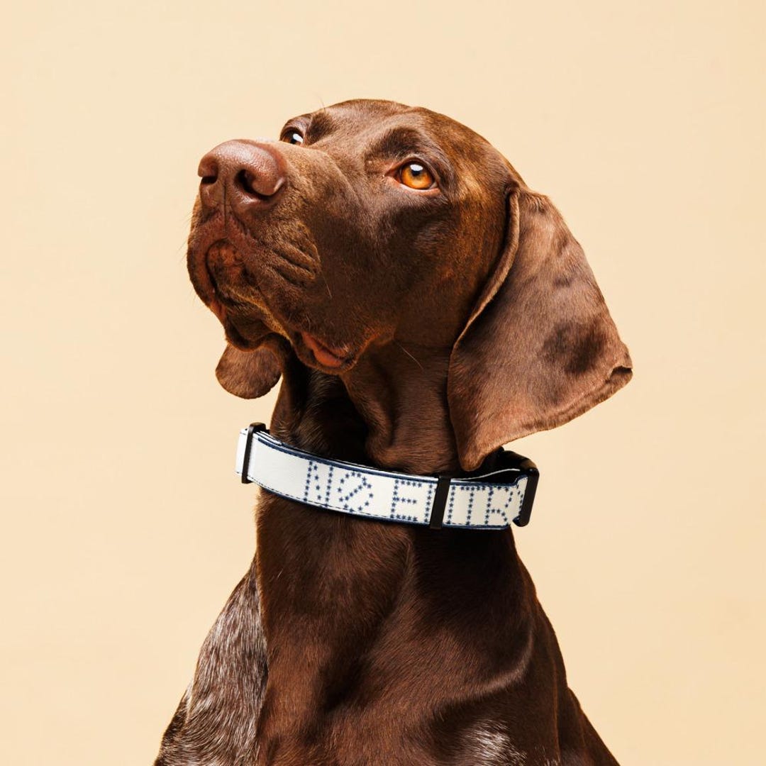 No Entry Dog Collar Customizable – Soft Neutral Warning Collar for ...