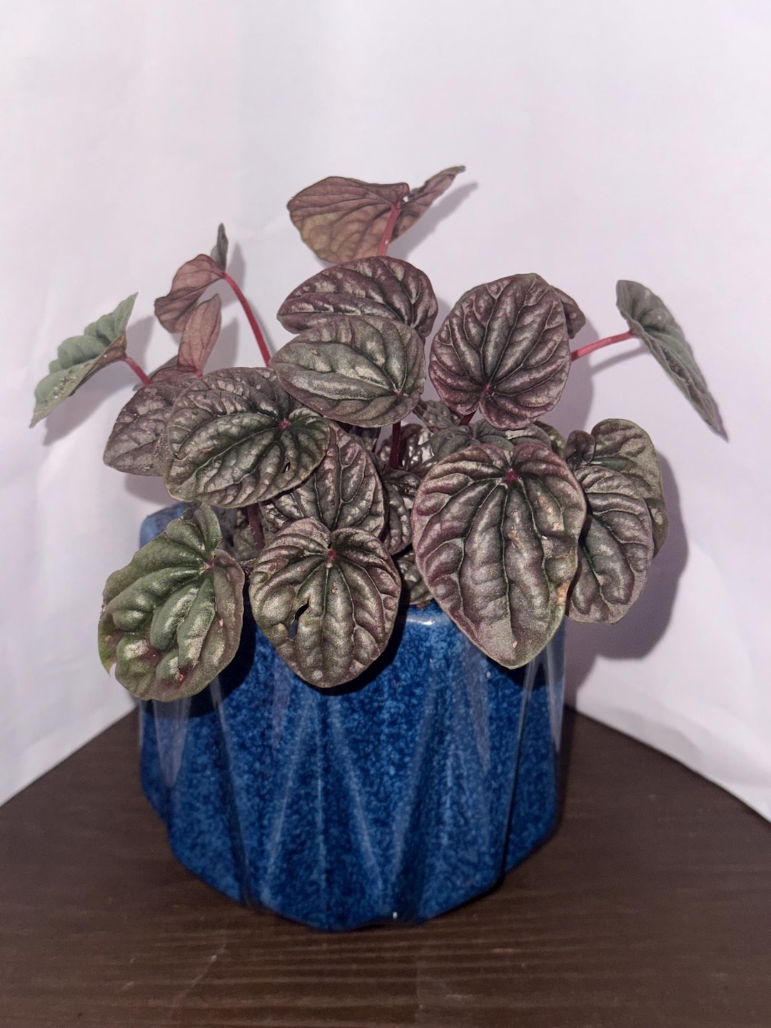 Peperomia Emerald Ripple Live Houseplant Exact - Etsy