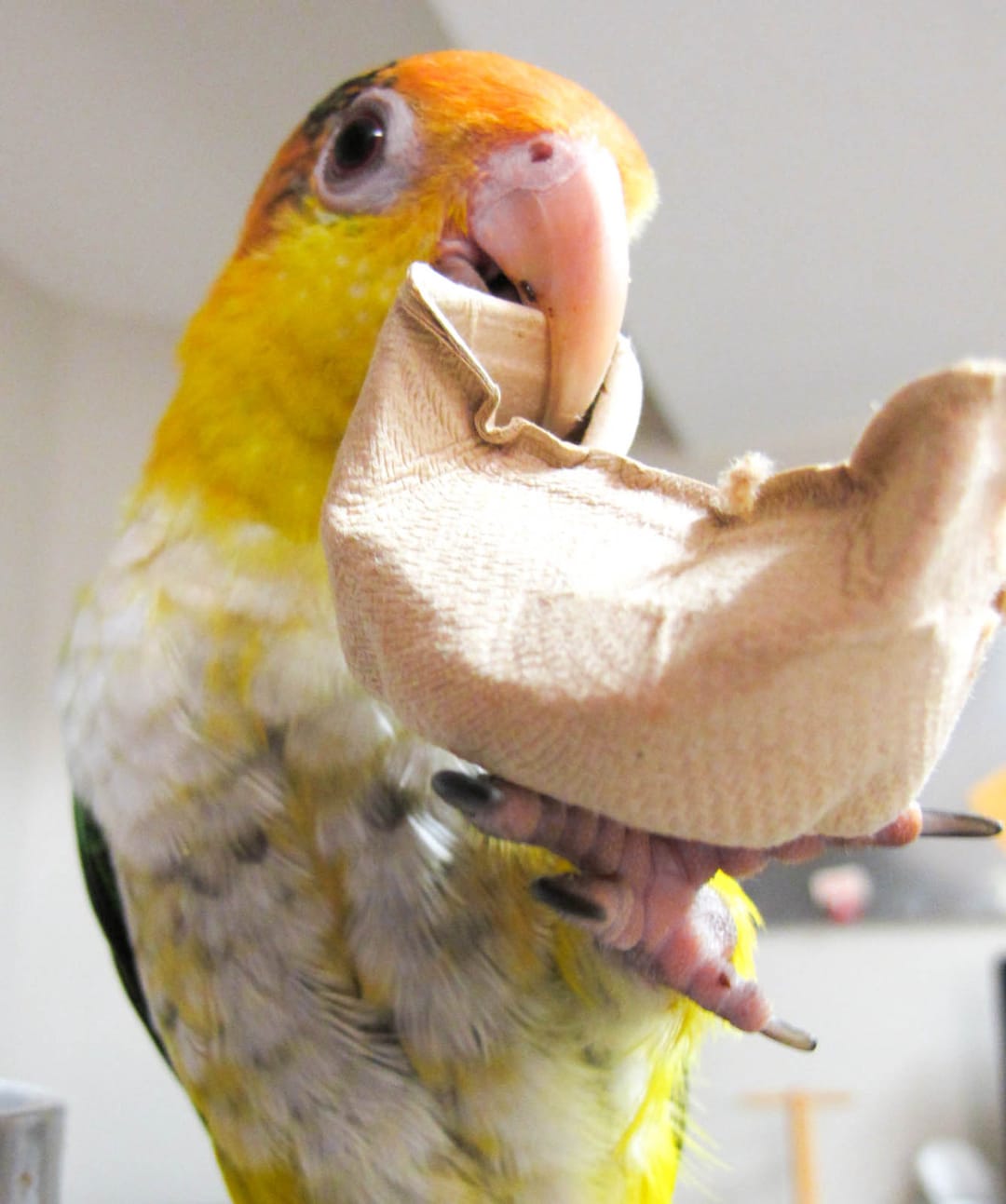 100 Bulk Qty Natural Munchie Cups - Great for Foraging - Parrot Toys ...