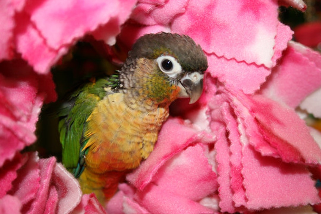 Small (5") Birdie Binkie Ring - Cockatiels, Green Cheeks, Etc - Bird ...
