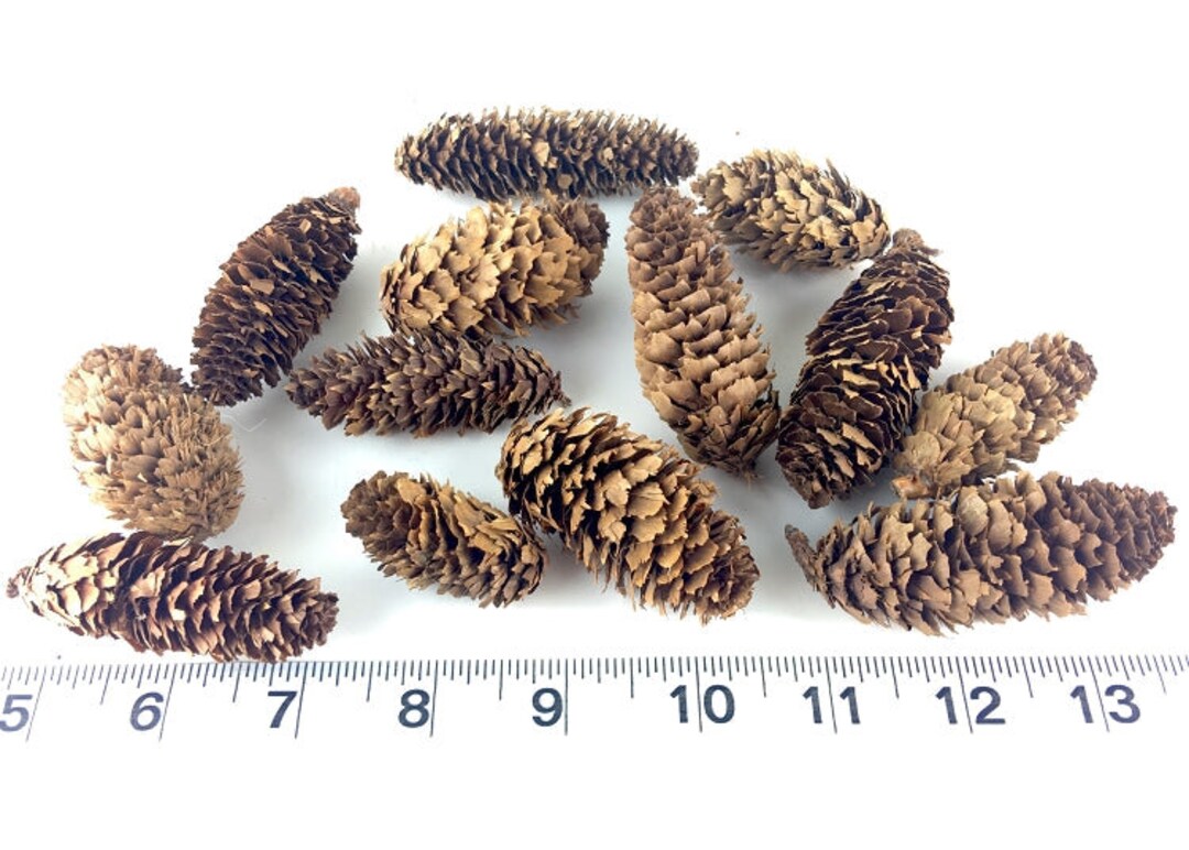 Mini Fancy Pine Cones - Bird Toy Parts, Small Talon Toys for Parrots - Etsy