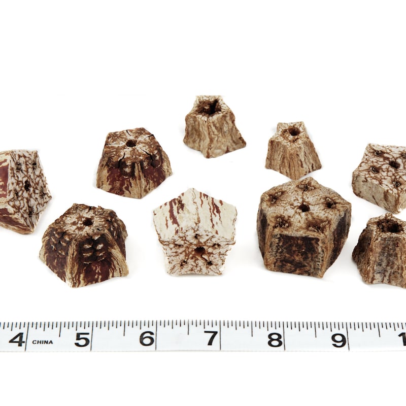 Bird on Tree Slice - Etsy