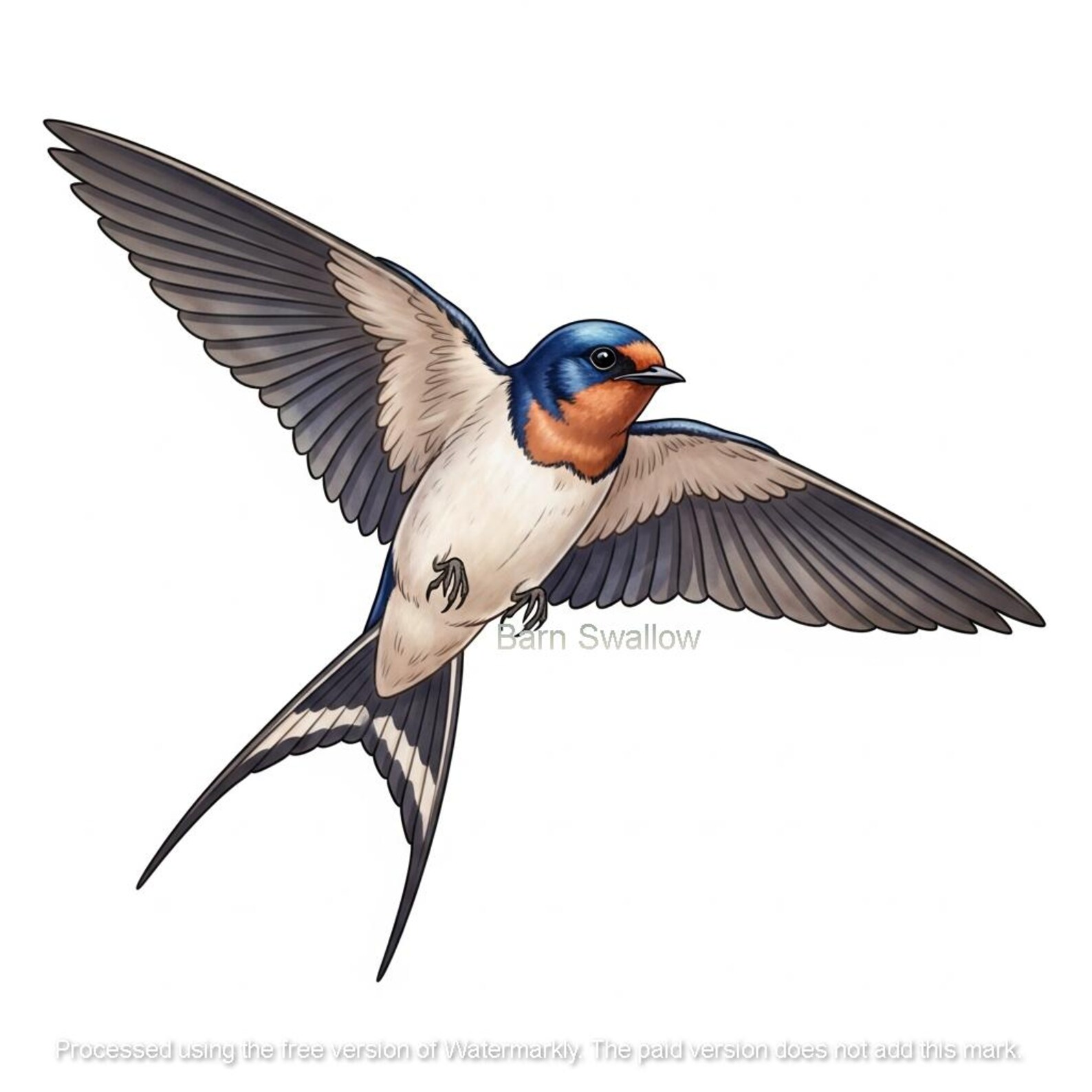 Barn Swallow Clipart PNG | Flying Bird Illustration | Rustic Wildlife ...