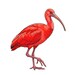 Scarlet Ibis Clipart: Tropical Red Bird PNG (digital Download) - Etsy