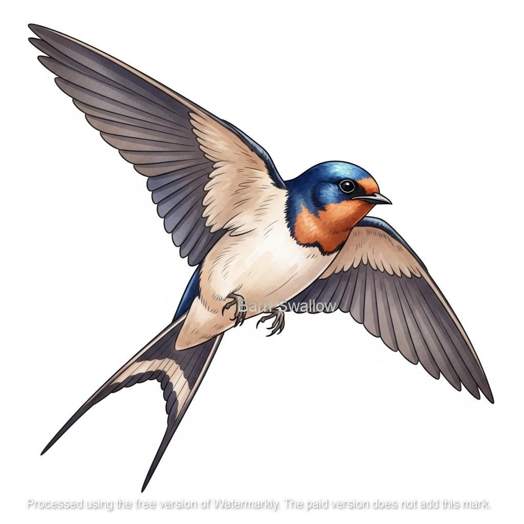 Barn Swallow Clipart PNG | Flying Bird Illustration | Rustic Wildlife ...