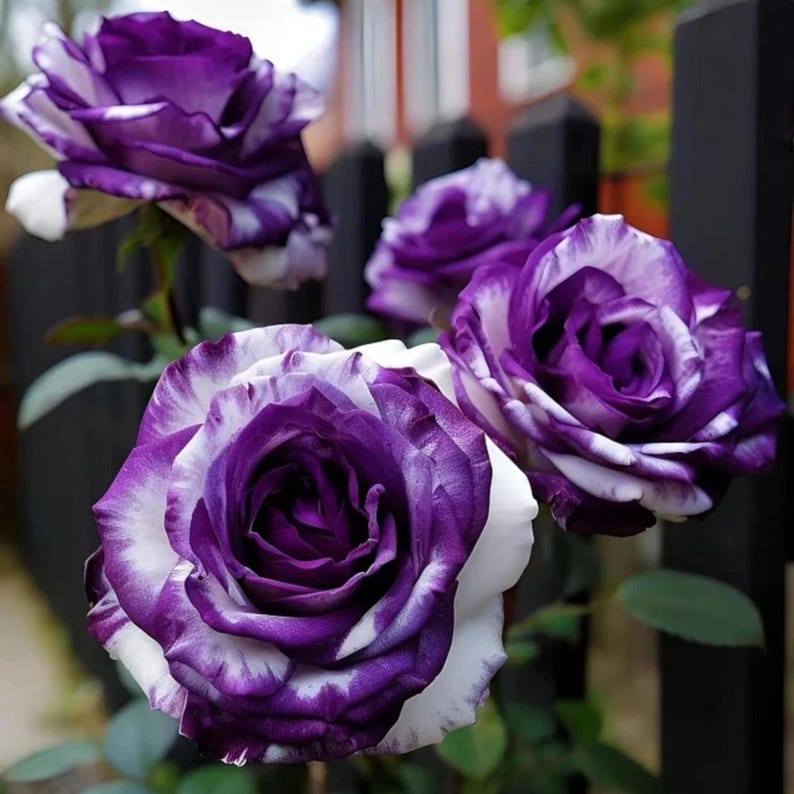 Rare Purple & White Twin Rose Seeds for Garden - Etsy