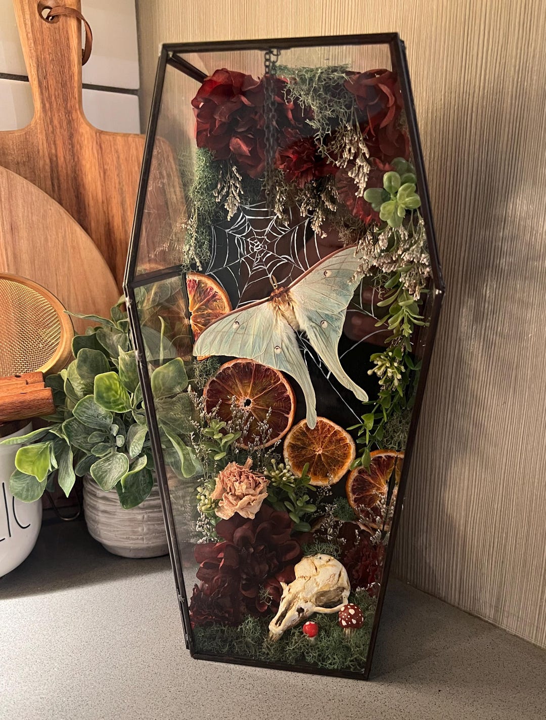 Real Luna Moth Glass Coffin Terrarium | Insect Art | Taxidermy ...