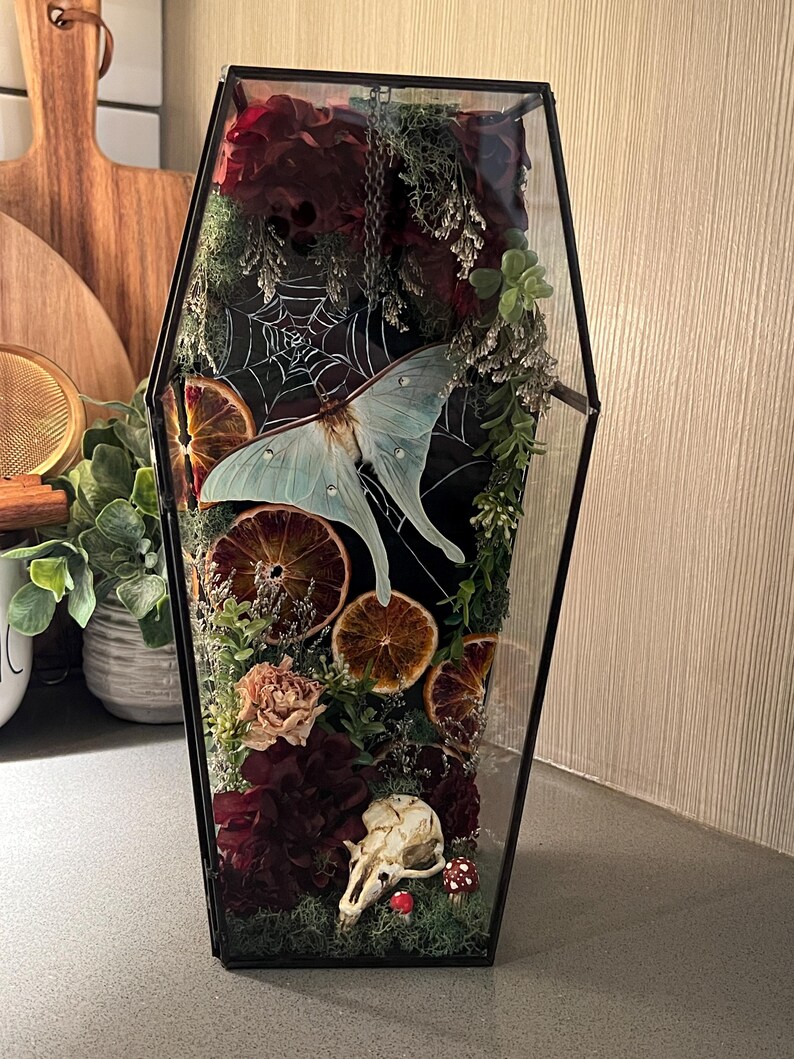 Real Luna Moth Glass Coffin Terrarium | Insect Art | Taxidermy ...