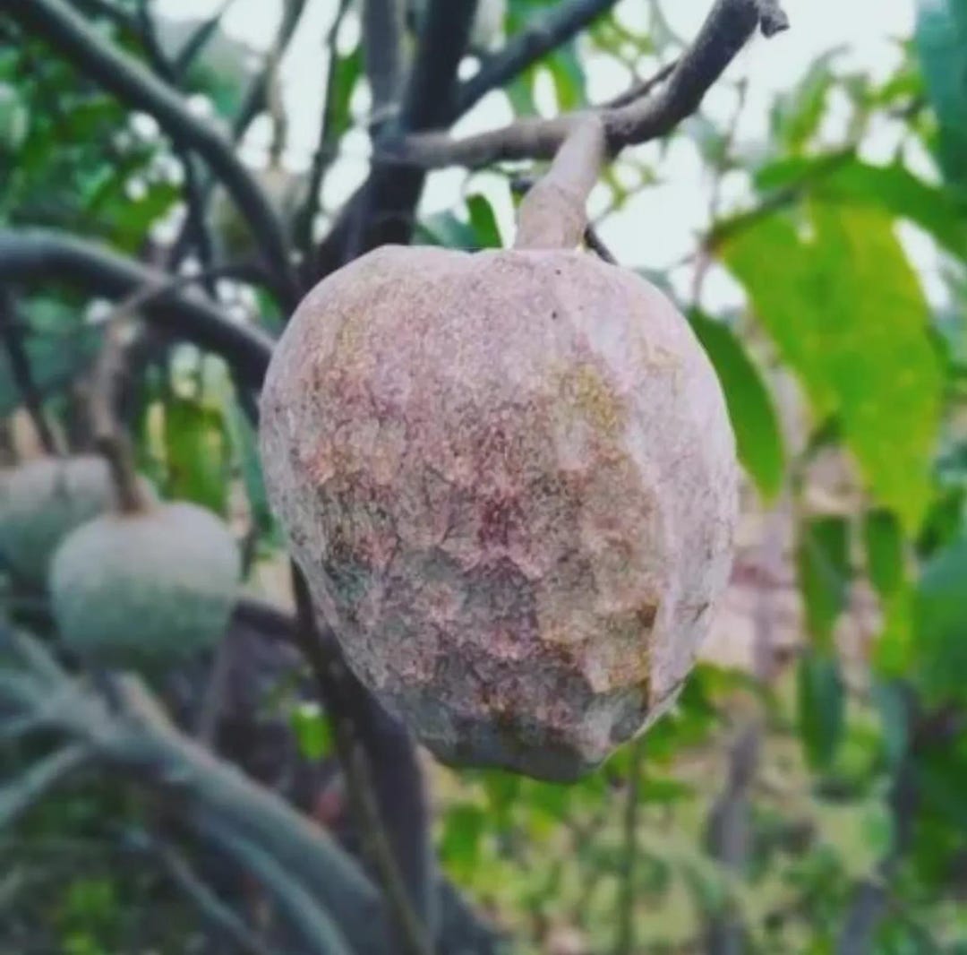 Wild Sweetsop, Annona Reticulata, Cherimoya, Bullock’s Heart, Organic ...