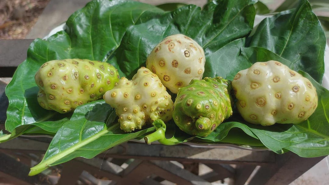 1 Oz (30 Grams) Noni Leaf Tea, Morinda Citrifolia, Indian Mulberry ...