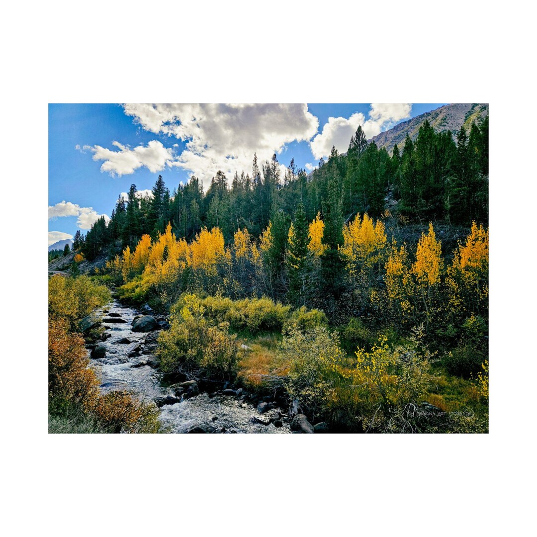 Blazing Fall Aspens, Rock Creek Trail, Sierra Nevada Mountains - Etsy