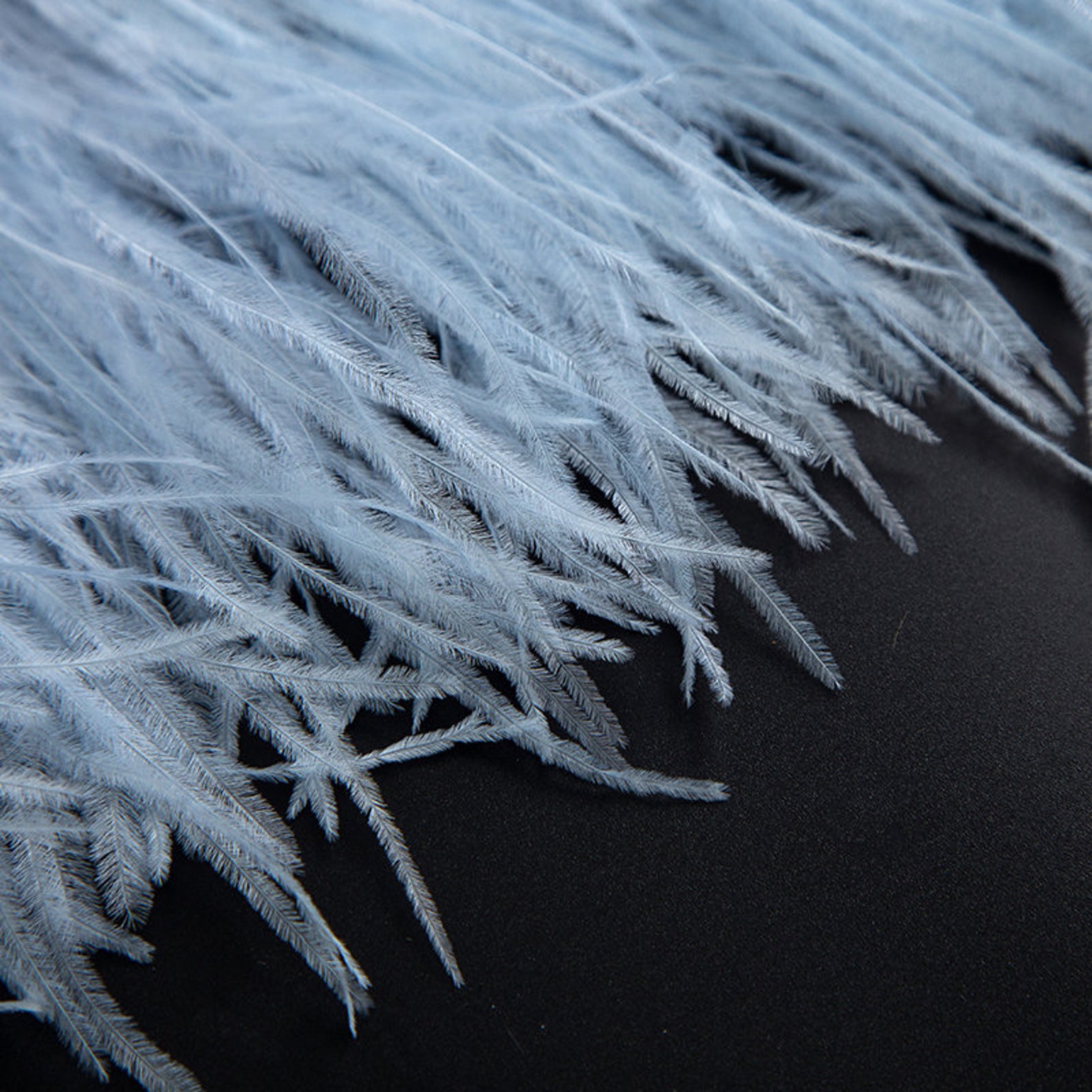 Ostrich Feather Lace Trim With Ribbon Tape Trimming Millinery - Etsy