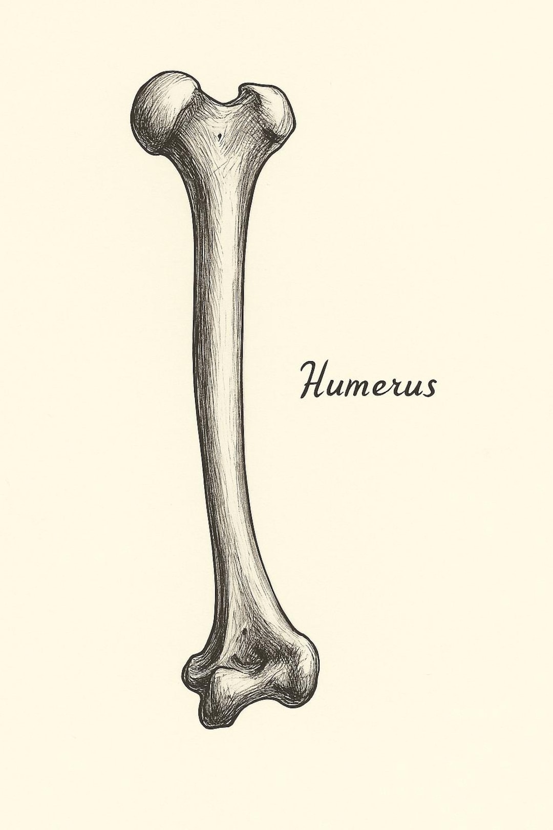 Realistic Humerus Bone Anatomy Illustration – Medical Student Art Print ...