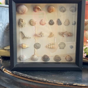 Shell Shadow Box - Etsy