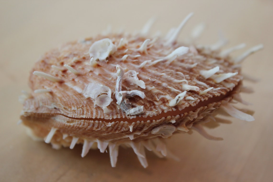 Spiny Oyster Spiny Clam Seashell Beach Décor Nautical - Etsy