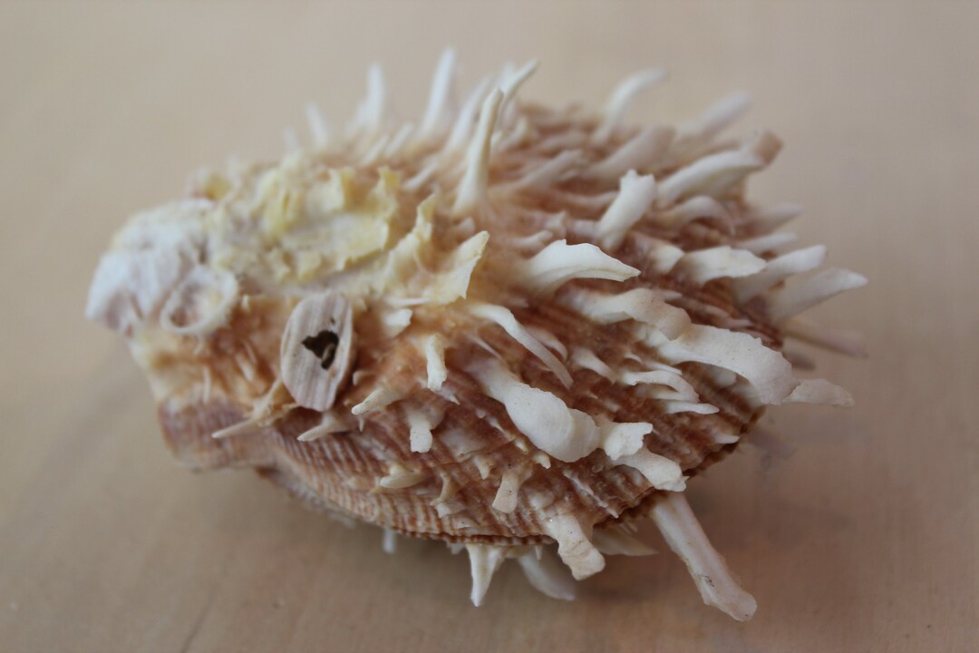 Spiny Oyster, Spiny Clam, Seashell, Beach Décor, Nautical Décor ...
