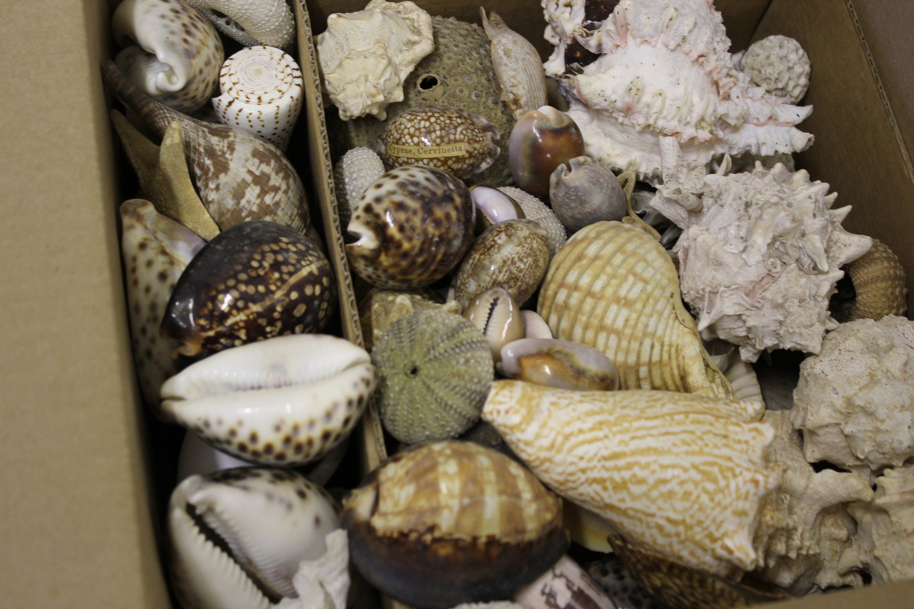 Spiny Oyster Spiny Clam Seashell Beach Décor Nautical - Etsy