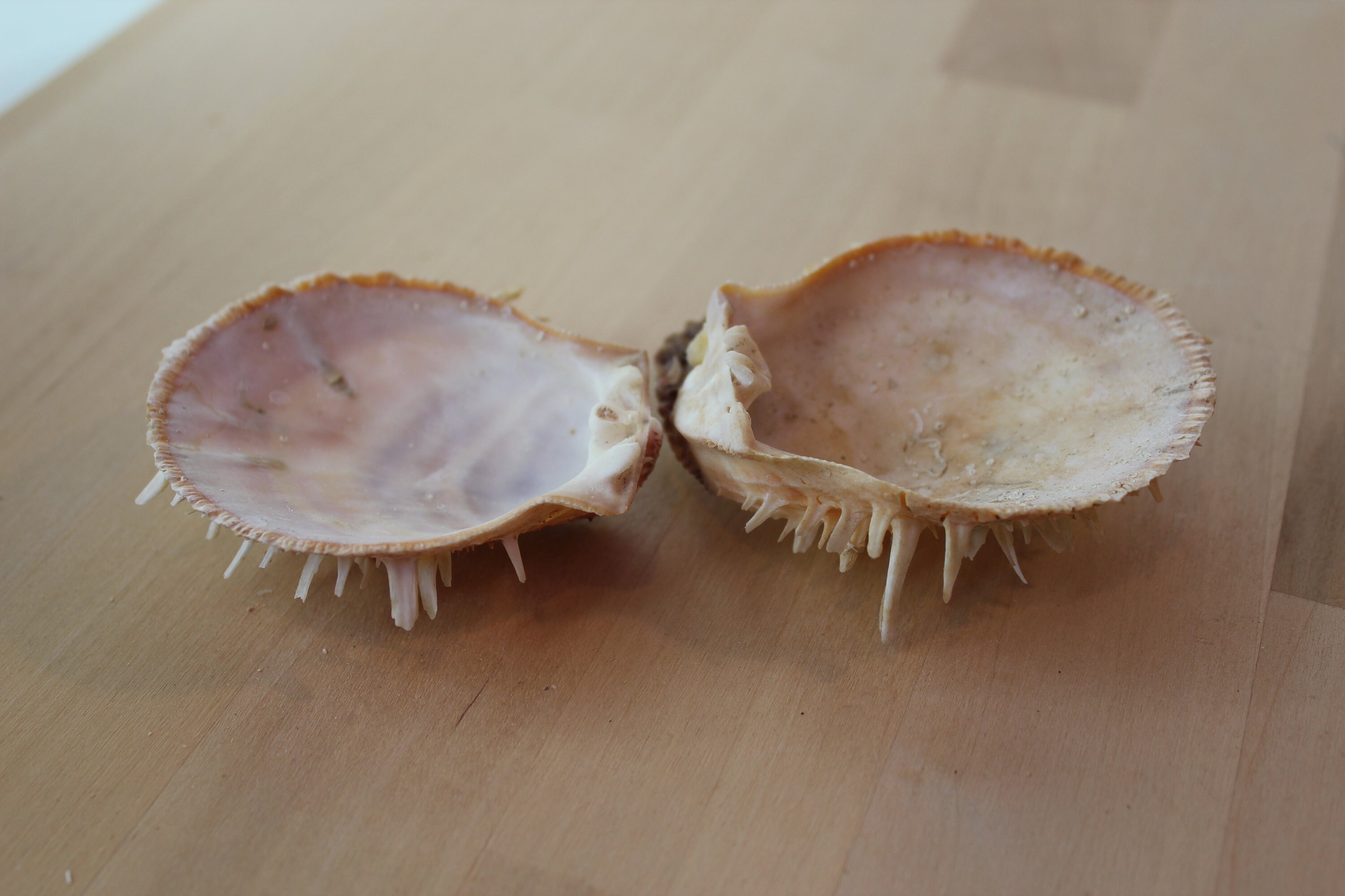 Spiny Oyster Spiny Clam Seashell Beach Décor Nautical - Etsy