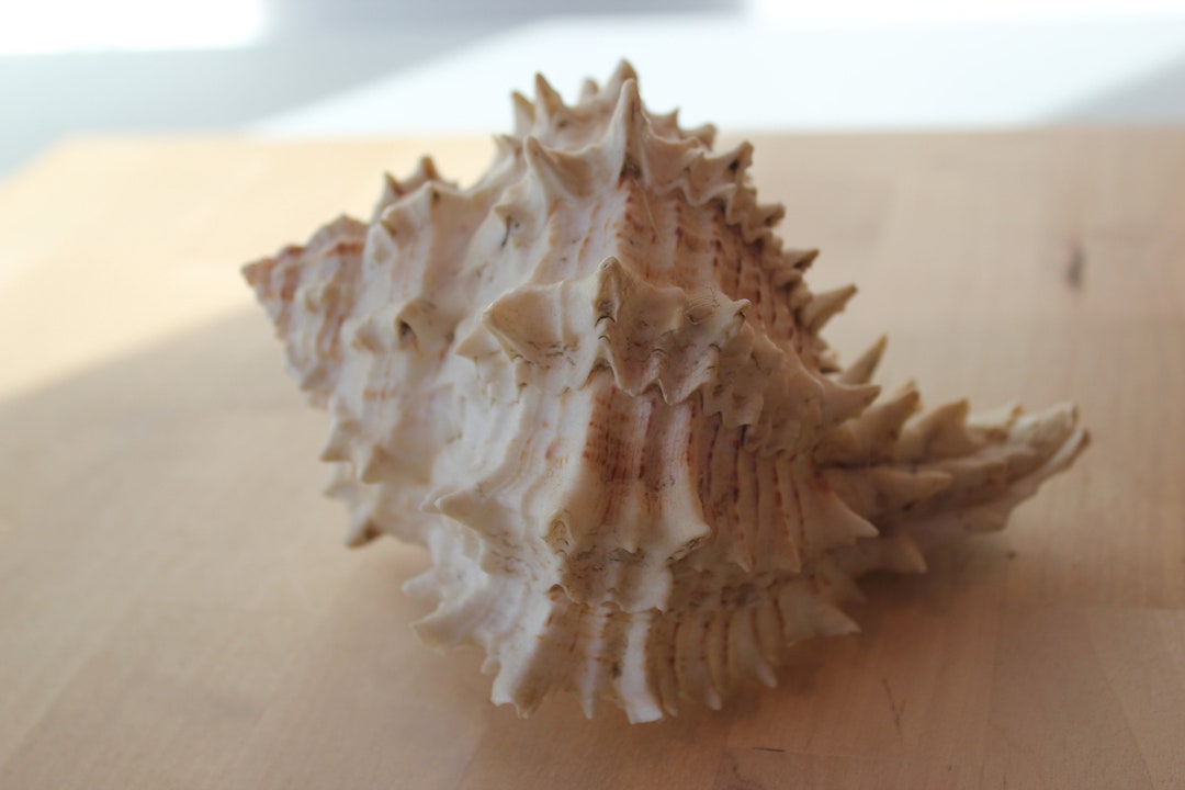 Conch, Whelk, Spiked, Seashell, Beach Décor, Nautical Décor, Aquarium ...