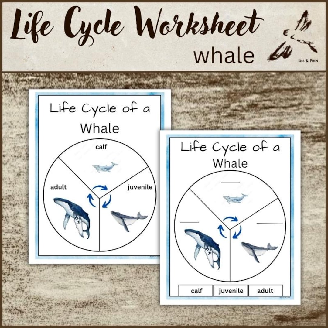 Life Cycle of a Whale - Montessori and Homeschool Worksheets - Etsy