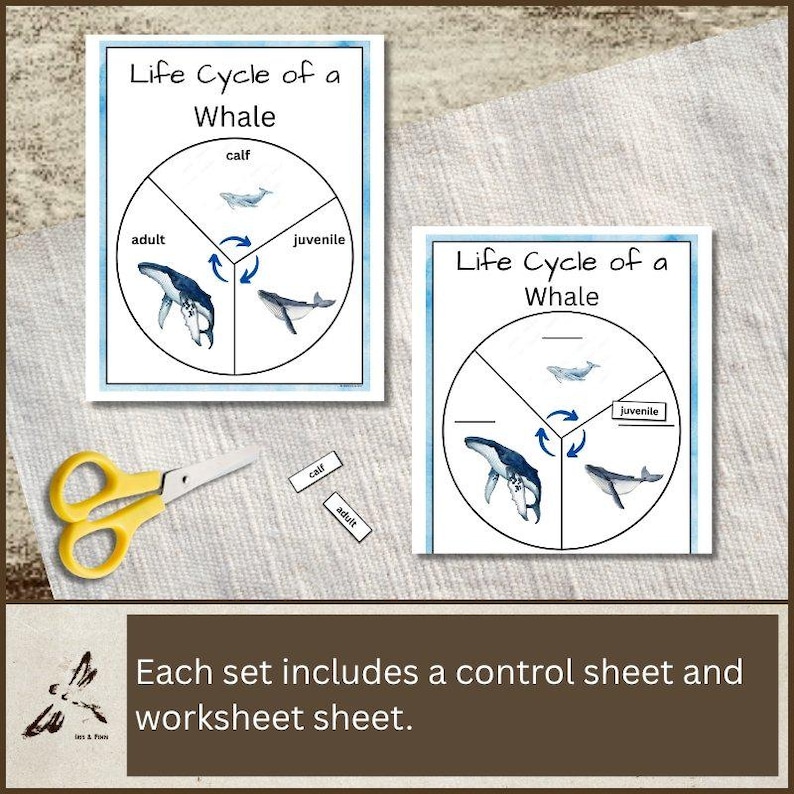 Life Cycle of a Whale - Montessori and Homeschool Worksheets - Etsy