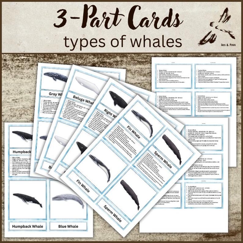 3-part Cards -types of Whales - Montessori, Homeschool Matching ...