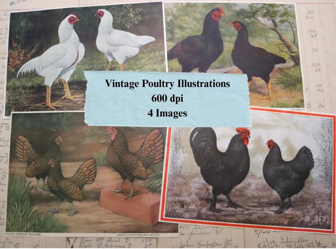 Vintage Poultry Illustrations, Antique Chicken Art (digital Download ...