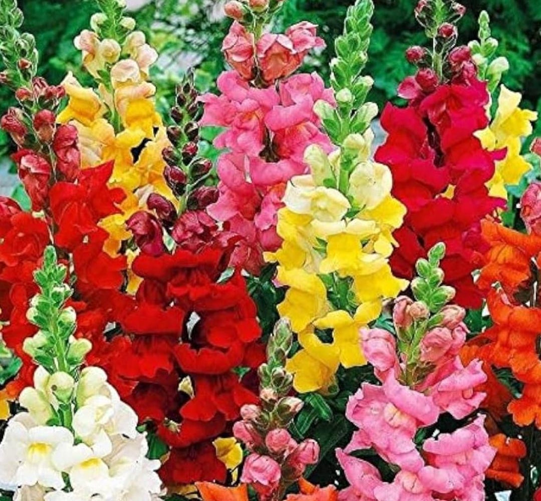 Assorted Snapdragons Bunches - Etsy