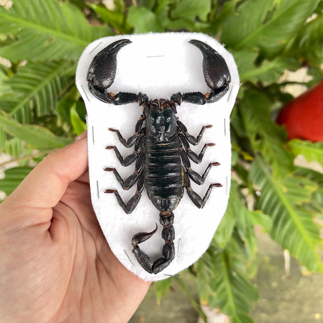 Real Giant Scorpion Mounted , Scorpion Specimen Insect Gift, Insect ...
