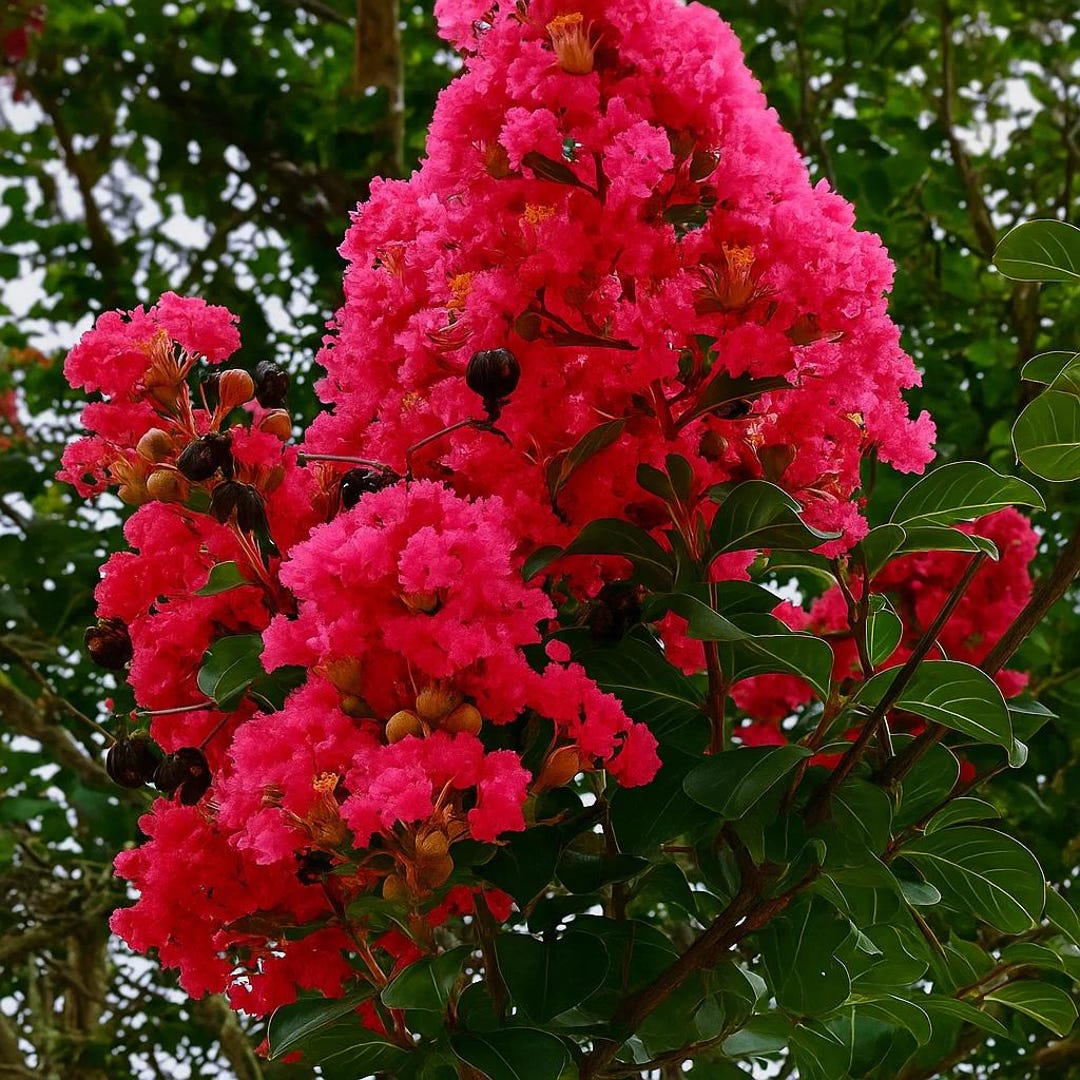 2 Live Hot Pink Crape Myrtle Trees | Rooted Cuttings | Flowering Crepe ...