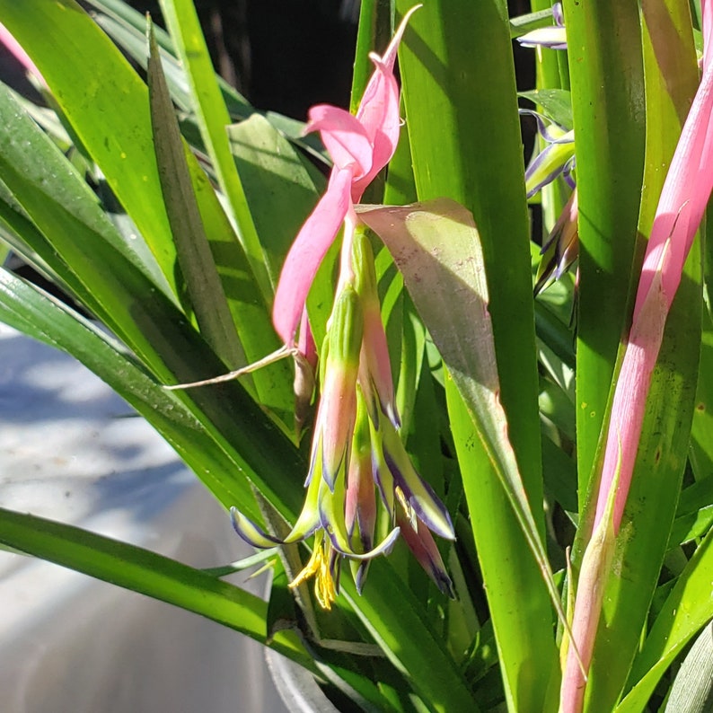 Bromeliad Queens Tears Billbergia nutans 3 Plants Pink Blue | Etsy Bromeliad Queens Tears Billbergia nutans 3 Plants Pink Blue | Etsy
