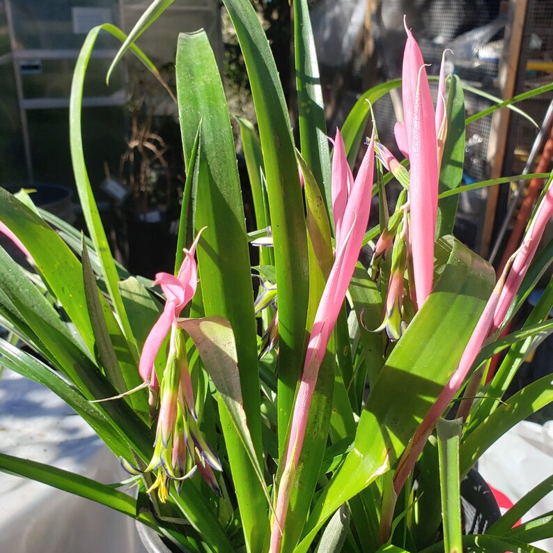 Bromeliad Queens Tears Billbergia nutans 3 Plants Pink Blue | Etsy Bromeliad Queens Tears Billbergia nutans 3 Plants Pink Blue | Etsy